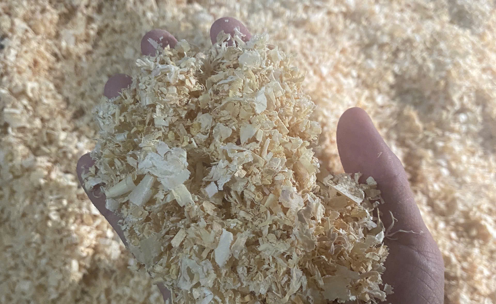 Mixed Wood Shavings: Clean & Safe Bedding for Livestock
